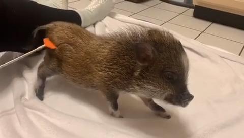 Piglet Gets Their Back Scratched With Stick | Jukin Licensing