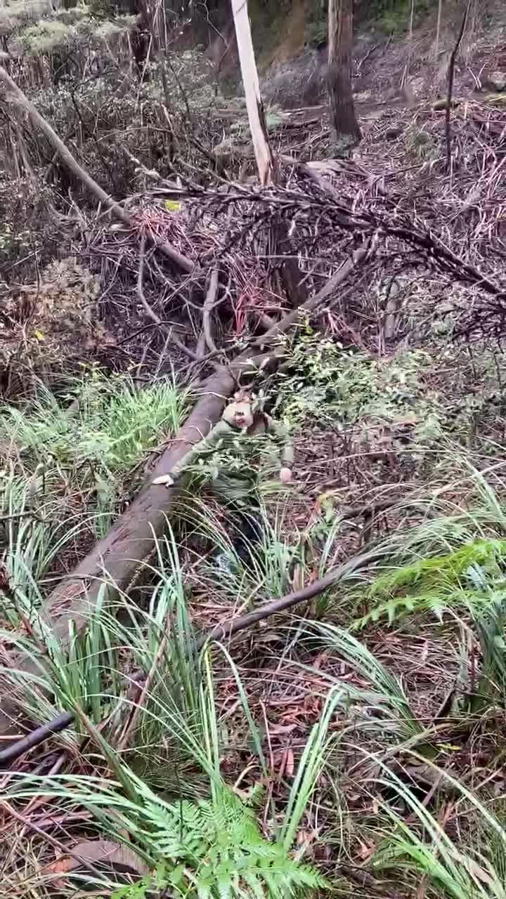 Girl Walking on Tree Trunk Slips and Falls Hard on Back | Jukin Media Inc