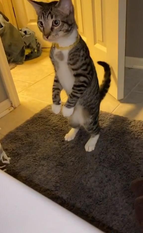 Cat Flinches Back After Hearing Loud Splash in Bath Tub | Jukin Licensing