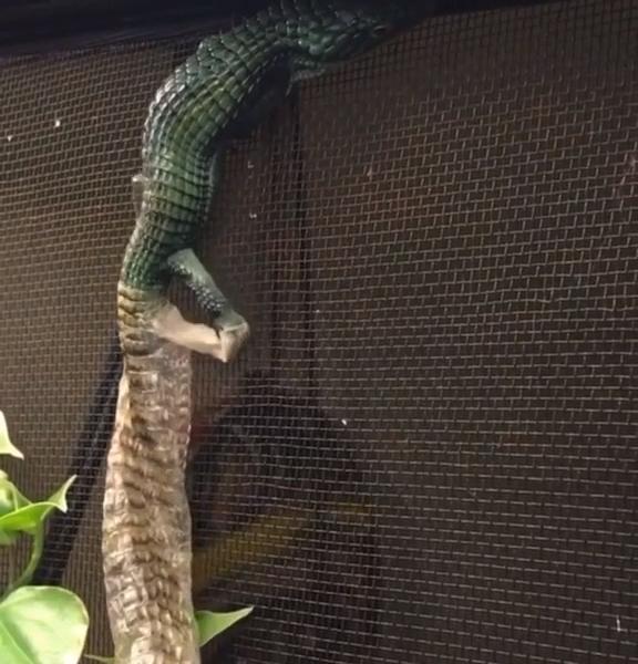 Mexican Alligator Lizard Sheds Skin While Crawling Up Wire Mesh | Jukin ...