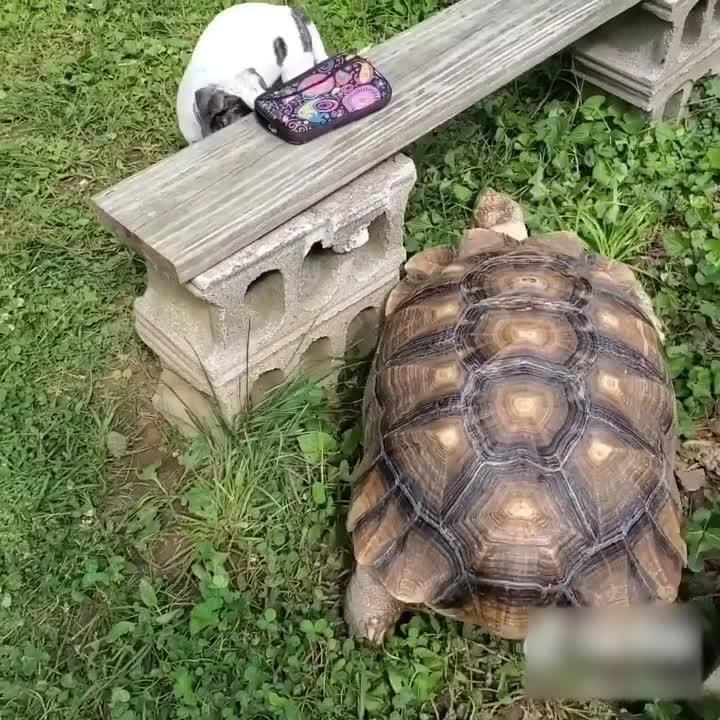Tortoise Chases Puppy Around the Lawn | Jukin Licensing