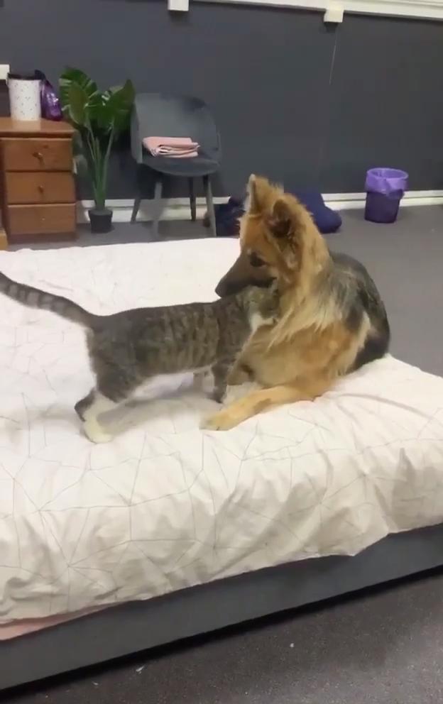 Cat Beats Up Dog After Cuddling With Her | Jukin Licensing