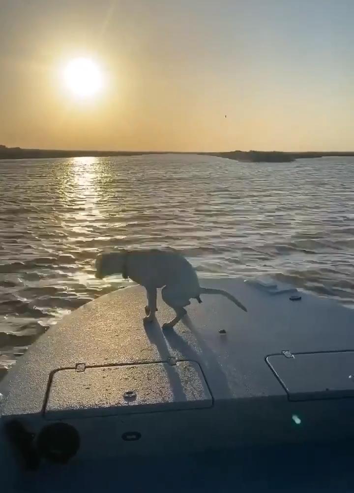 Dog Poops on Speeding Boat | Jukin Licensing