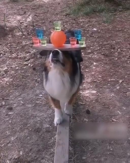 Dog Walks on Beam While Balancing a Ball on Nose | Jukin Media Inc