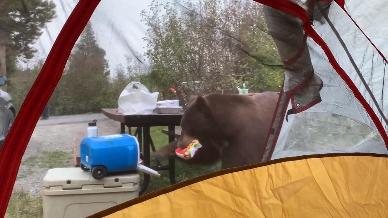 Bear Arrives At Campsite And Steals Food While People Hide Inside Tent ...