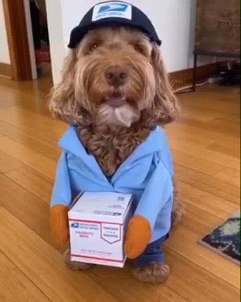 Dog Dresses Up As Postman | Jukin Licensing