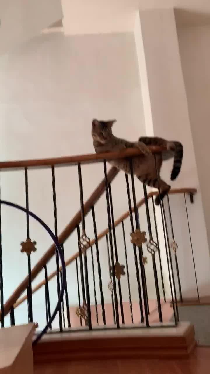 Cat Hangs Weirdly on Bannister | Jukin Licensing