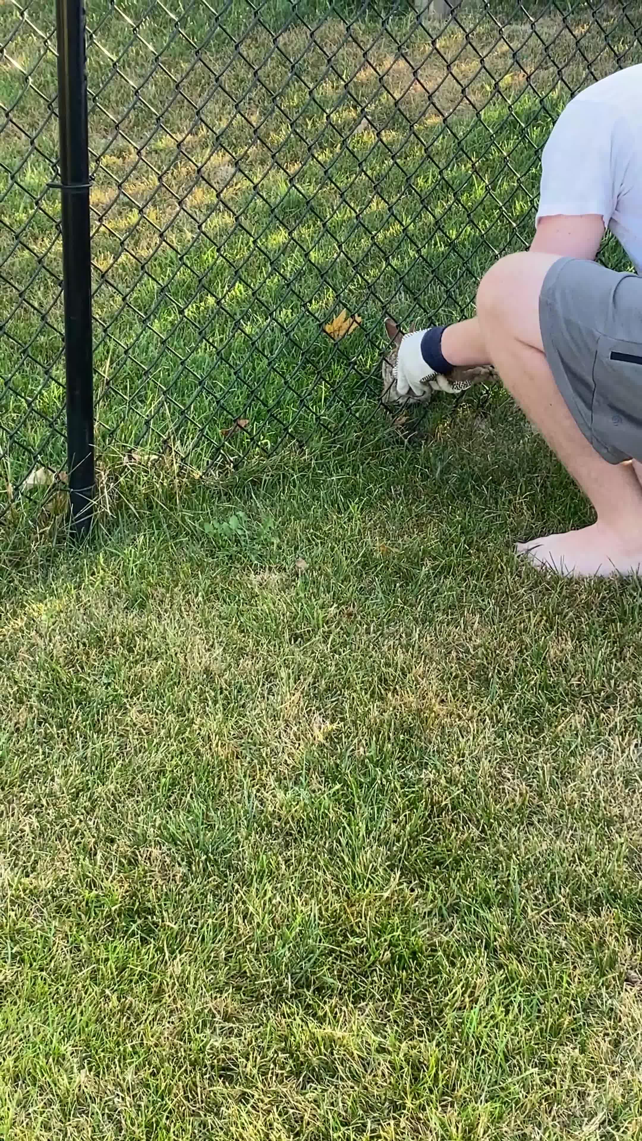 Guy Rescues Buck Stuck In Barbed Wire Fence | Jukin Media Inc