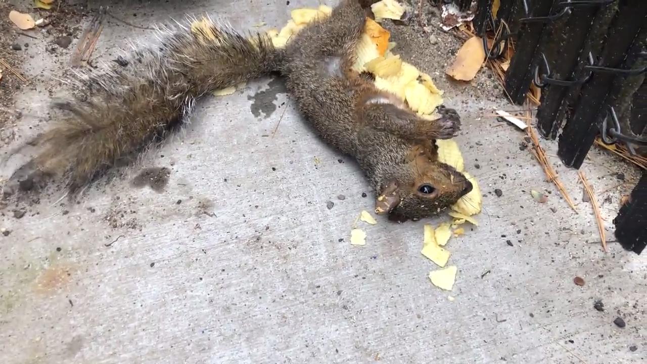 Guy Rescues Squirrel Stuck In Plastic Bag | Jukin Licensing