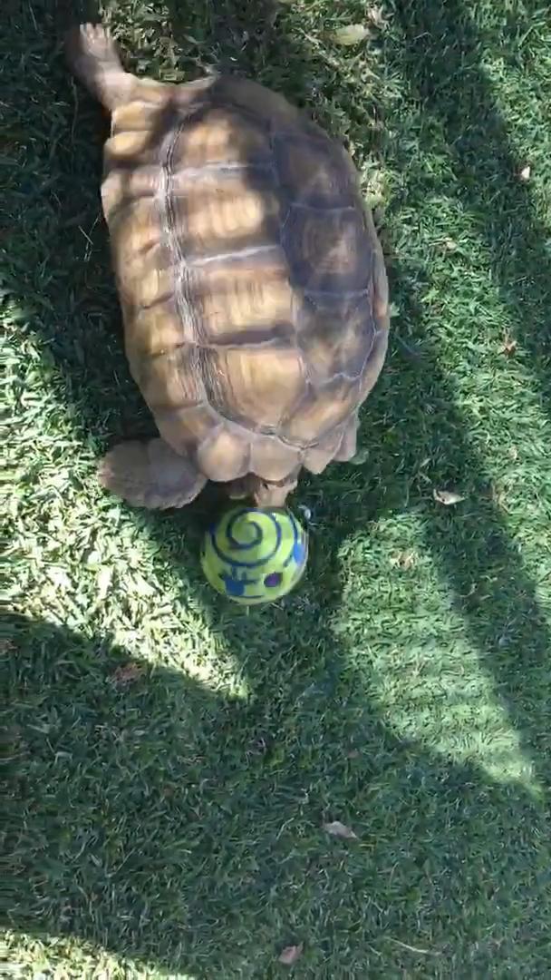 Turtle Enjoys Playing With Ball in Backyard | Jukin Licensing