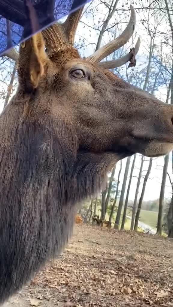 Moose Walks Over to Car Passenger and Bellows | Jukin Licensing