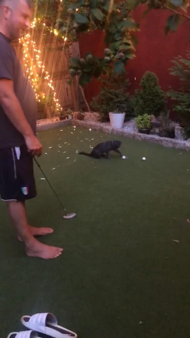 Kitten Grabs Golf Ball And Pushes It Into Hole | Jukin Licensing