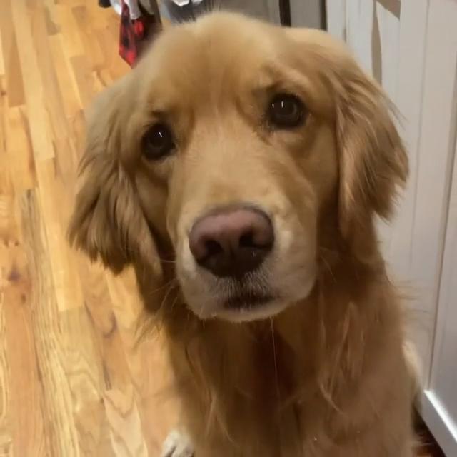 Dog Drools When Pet Parent Offers Them Turkey | Jukin Licensing