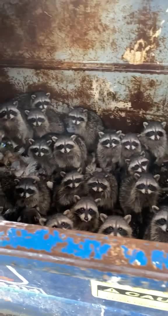 Huge Raccoon Gets Stuck In Hole On The Roof | Jukin Media Inc