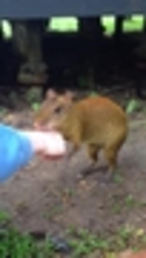Giant Peruvian Rodent Rubs His Body on Tourist's Hand Offering Food ...