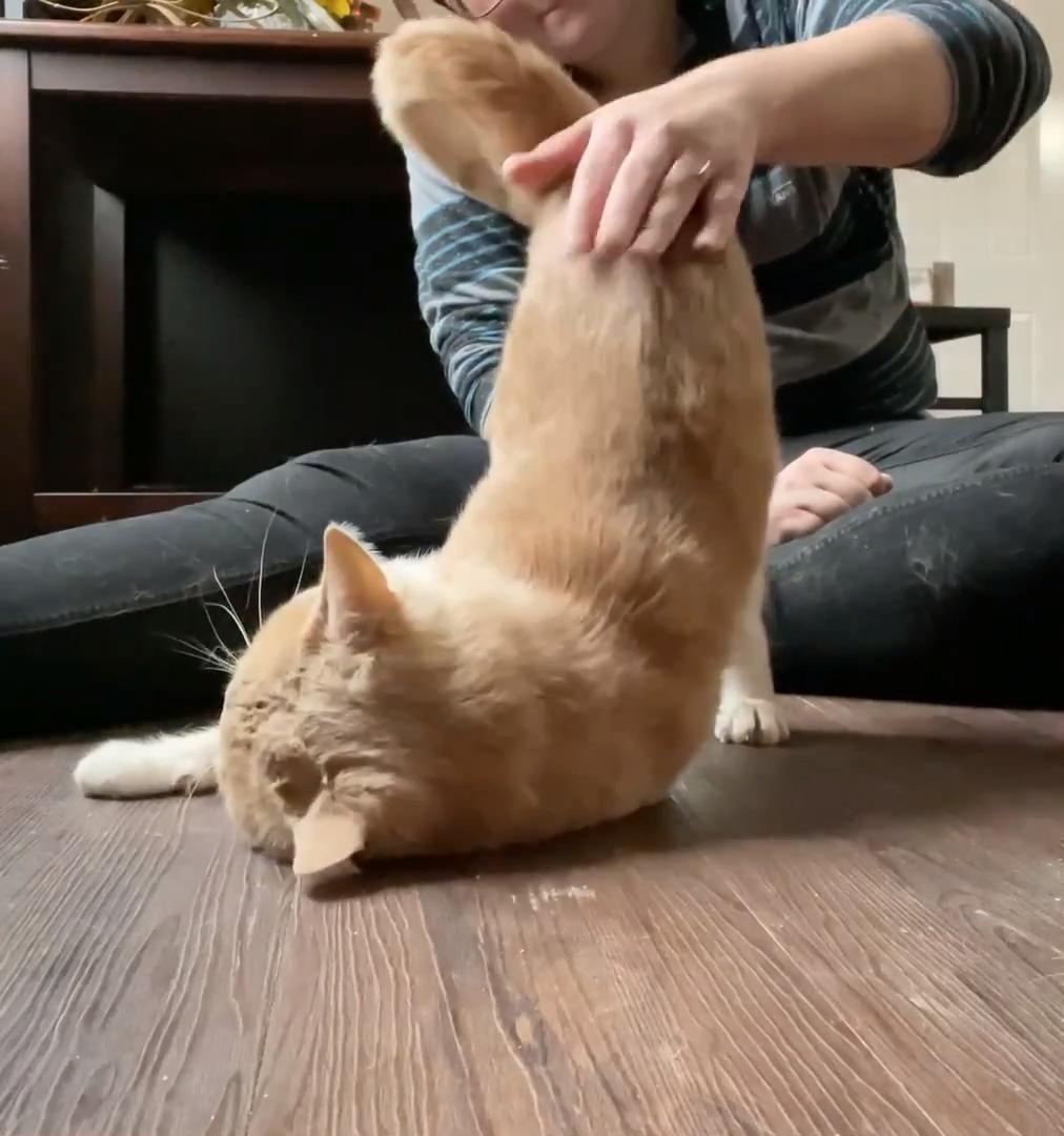 Cat Flips Over Whenever Owner Pets His Back | Jukin Licensing