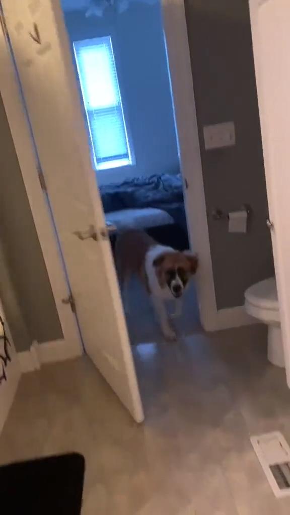 Pet Dog Opens Closed Doors to Follow Owner Around the House | Jukin ...
