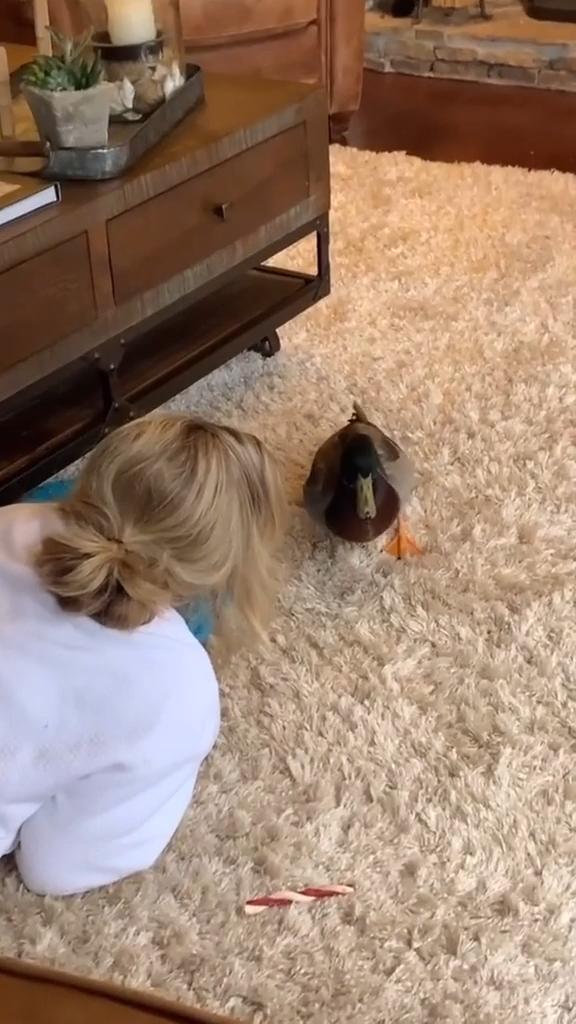 Injured Duck Nursed Back To Health By Owner Lives With Them | Jukin ...
