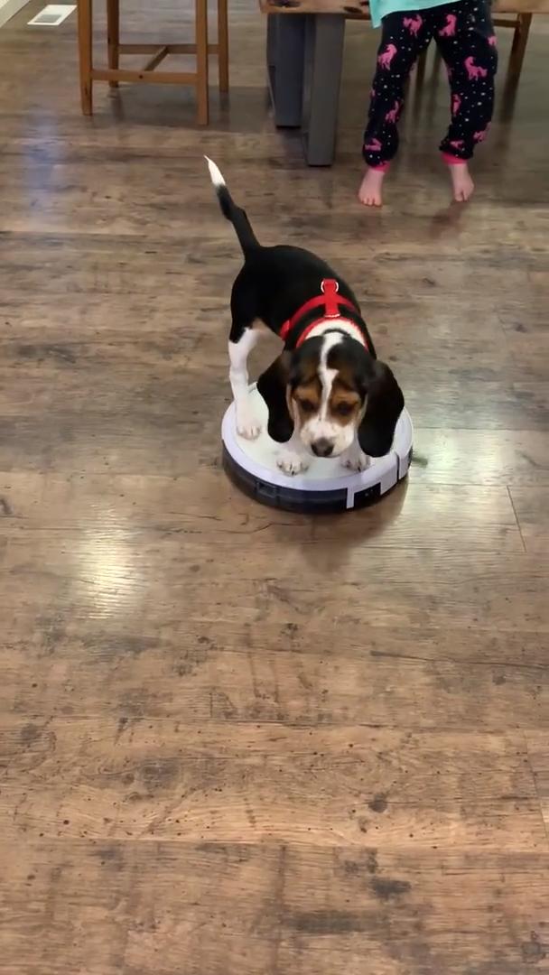 Beagle Puppy Enjoys Riding on Robot Vacuum Cleaner | Jukin Licensing