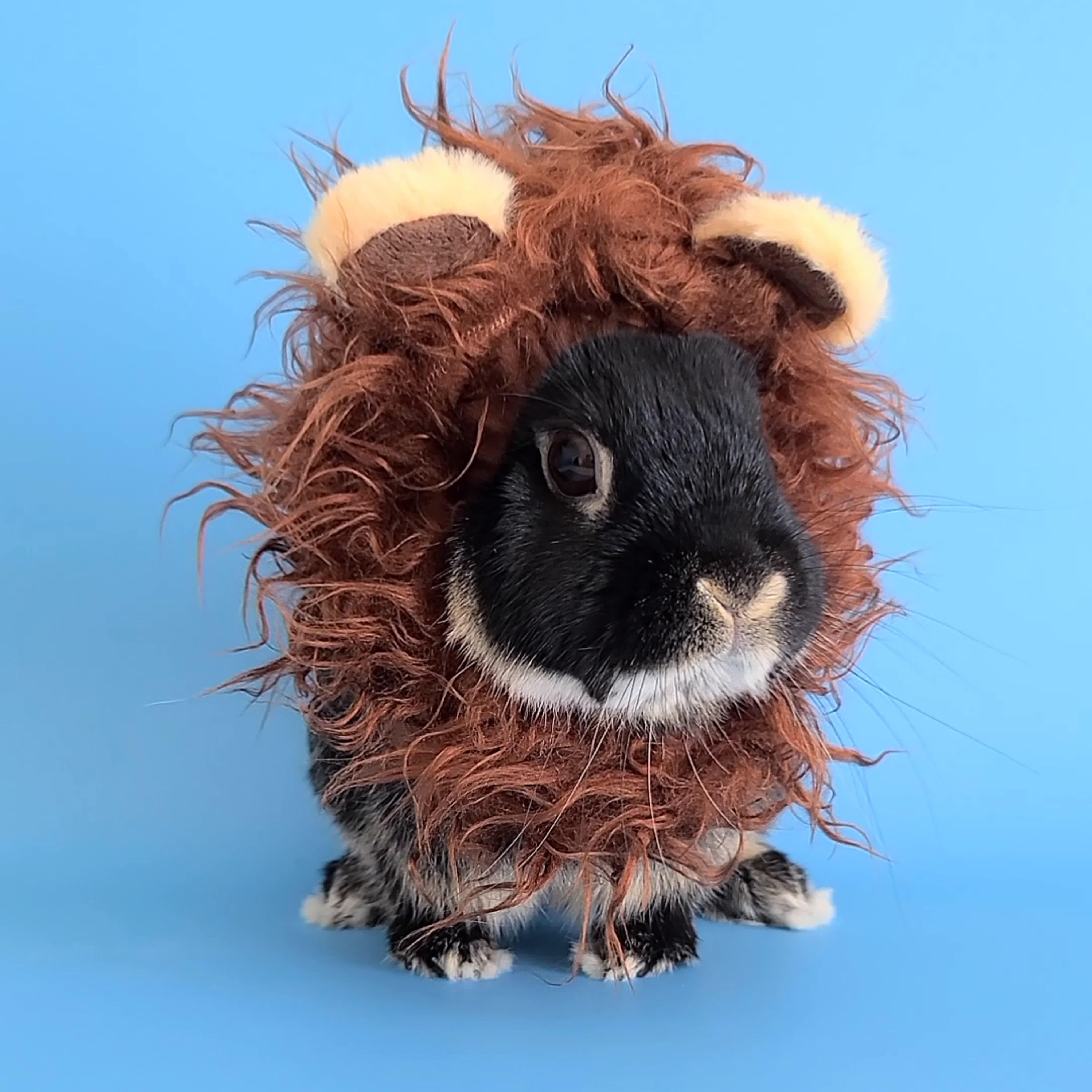 Bunny Looks Adorable Dressed in Lion Costume | Jukin Licensing