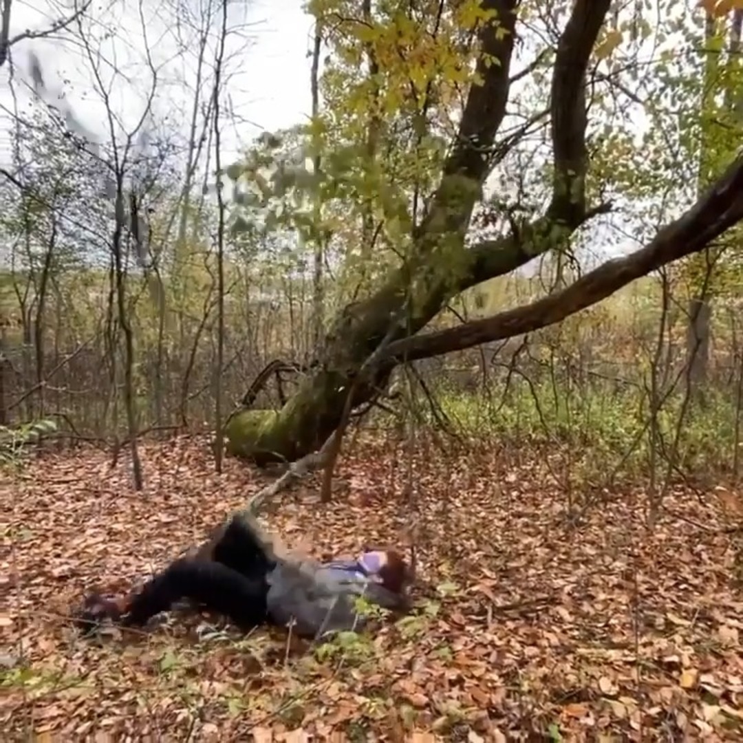 Guy Falls Hard On His Back as He Swung Hanging From Tree Branch | Jukin ...