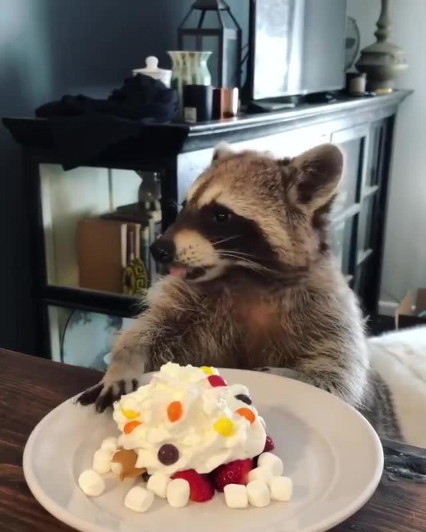 Raccoon Eats Potato Chips Sitting on Chair | Jukin Media Inc