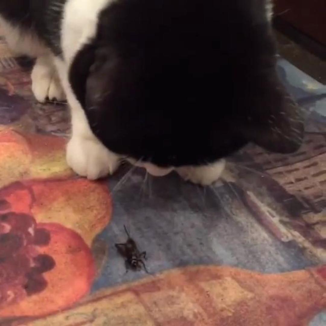 Cat Catches Cricket and Proudly Shows Off to Owner | Jukin Licensing