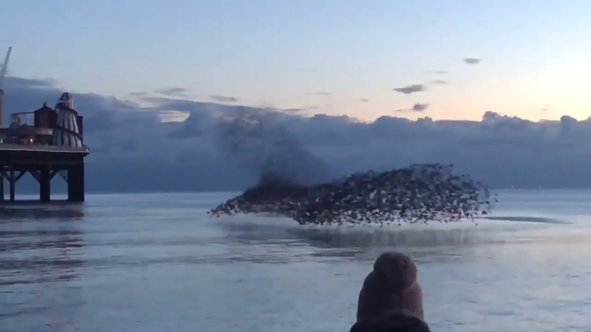 Birds Fly Over Water In Beautiful Shape-Shifting Patterns And Create ...