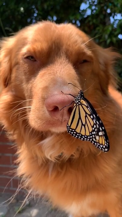 Dog Stays Very Still While Butterfly Sits on Their Nose | Jukin Licensing