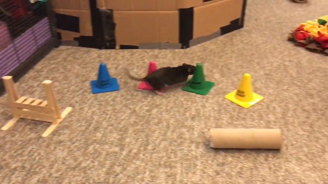 Rat Completes Agility Course While Training With Owner | Jukin Licensing