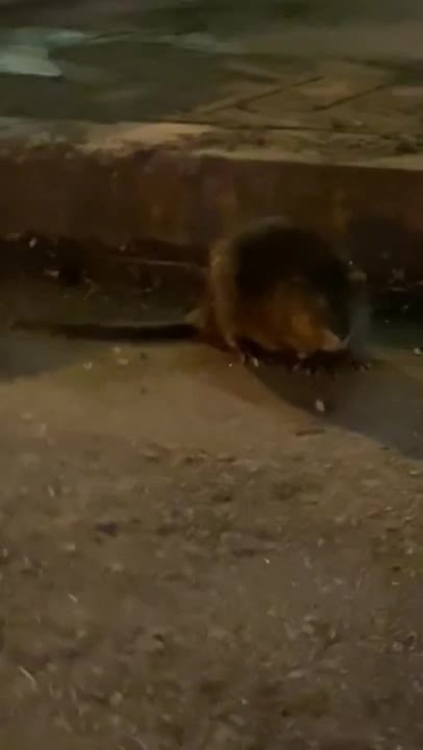 Person Trying to Befriend Rodent Runs Away Screaming as it Chases her ...