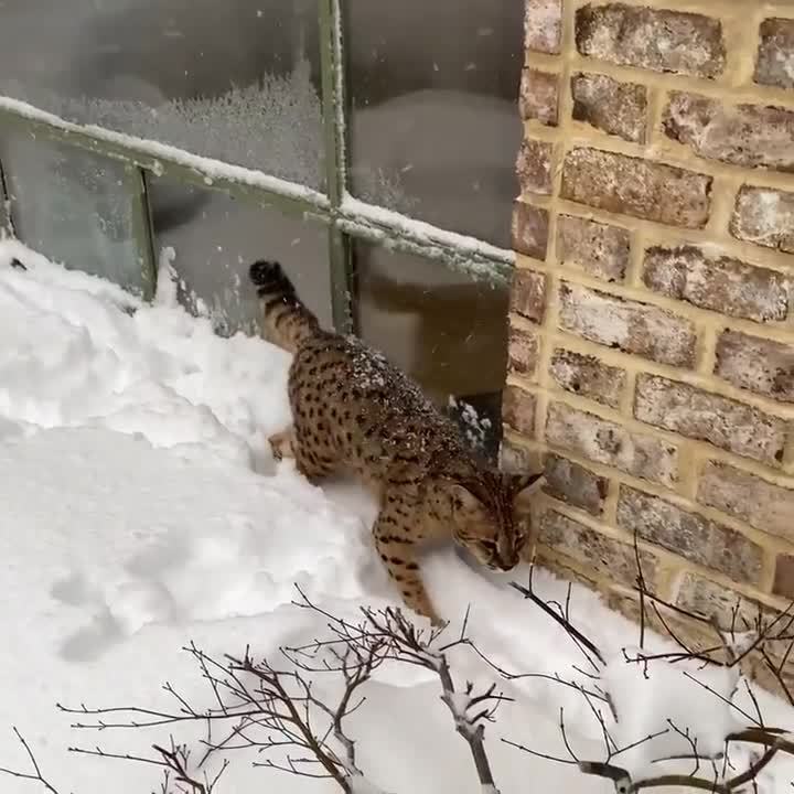 Cat Struggles to Make Way Through Thick Snow During Snowstorm | Jukin ...