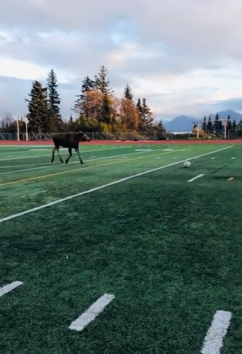 Moose Interrupts Soccer Match and Plays on the Field With the Ball ...
