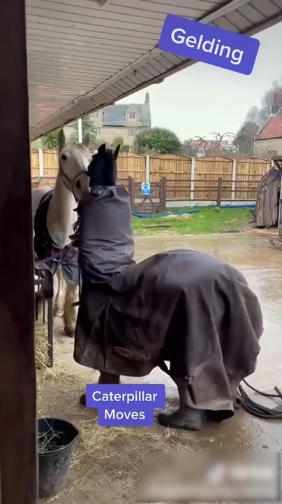People Disguised As Fake Horse Try to Interact With Horses At Barn ...