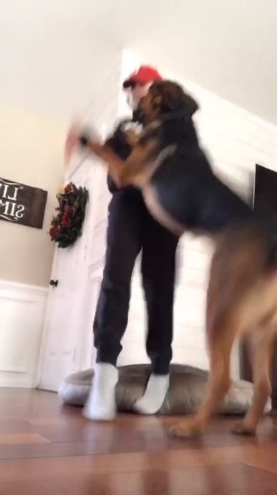 Dog Pushes Pet Parent And Brings Them To Ground While They Attempt To ...