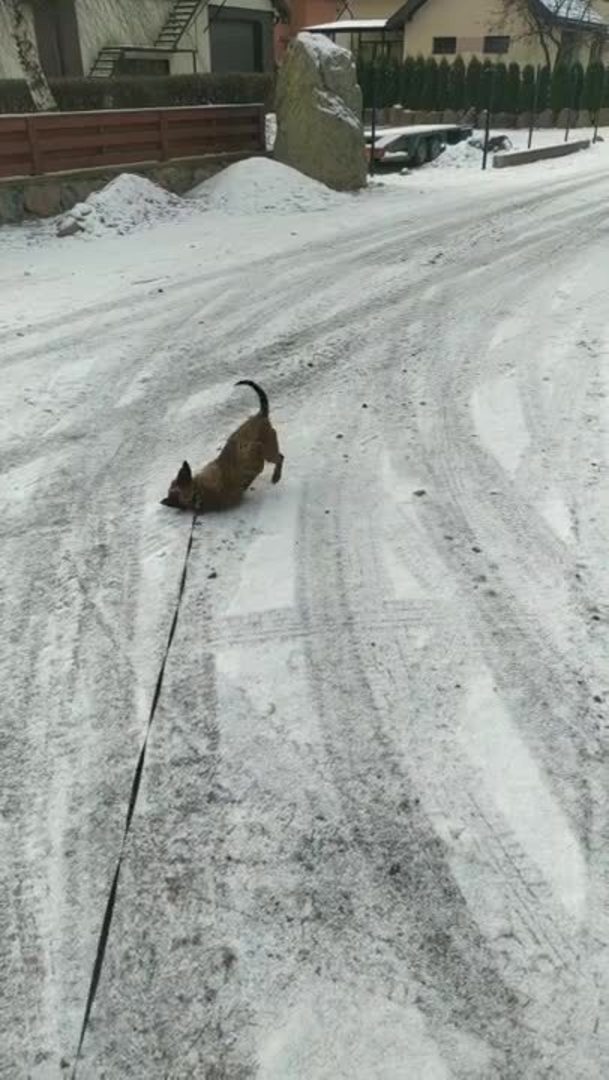 Dog Places Face Against Icy Ground And Slides Around Happily | Jukin ...