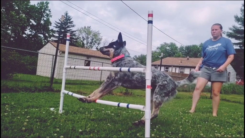 Dog Fails To Cross Hurdle While Doing Agility Jump Training | Jukin ...
