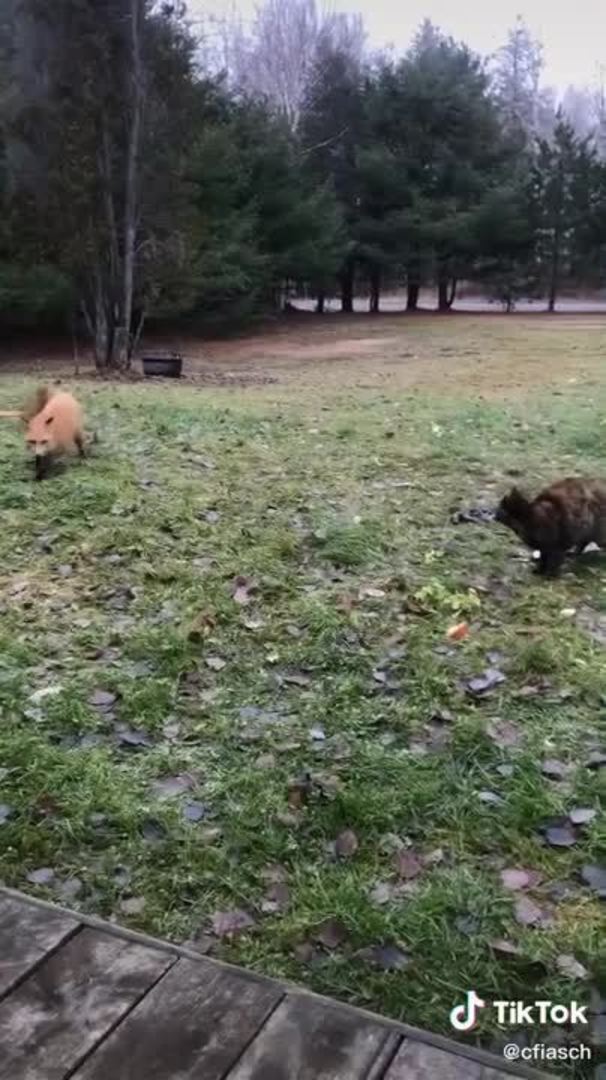 Cats Chase Away Wild Fox from Their Yard | Jukin Licensing