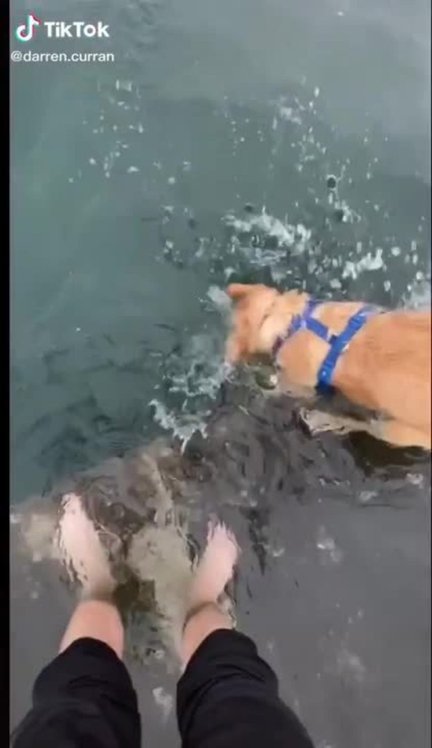 Dog Falls While Dunking Their Head Into Water | Jukin Licensing
