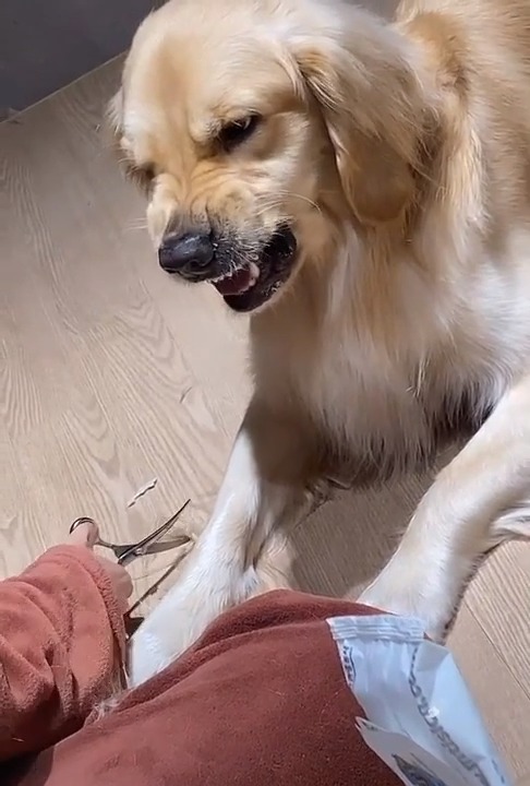 Dog Scowls When Owner Tries to Give him Haircut | Jukin Licensing