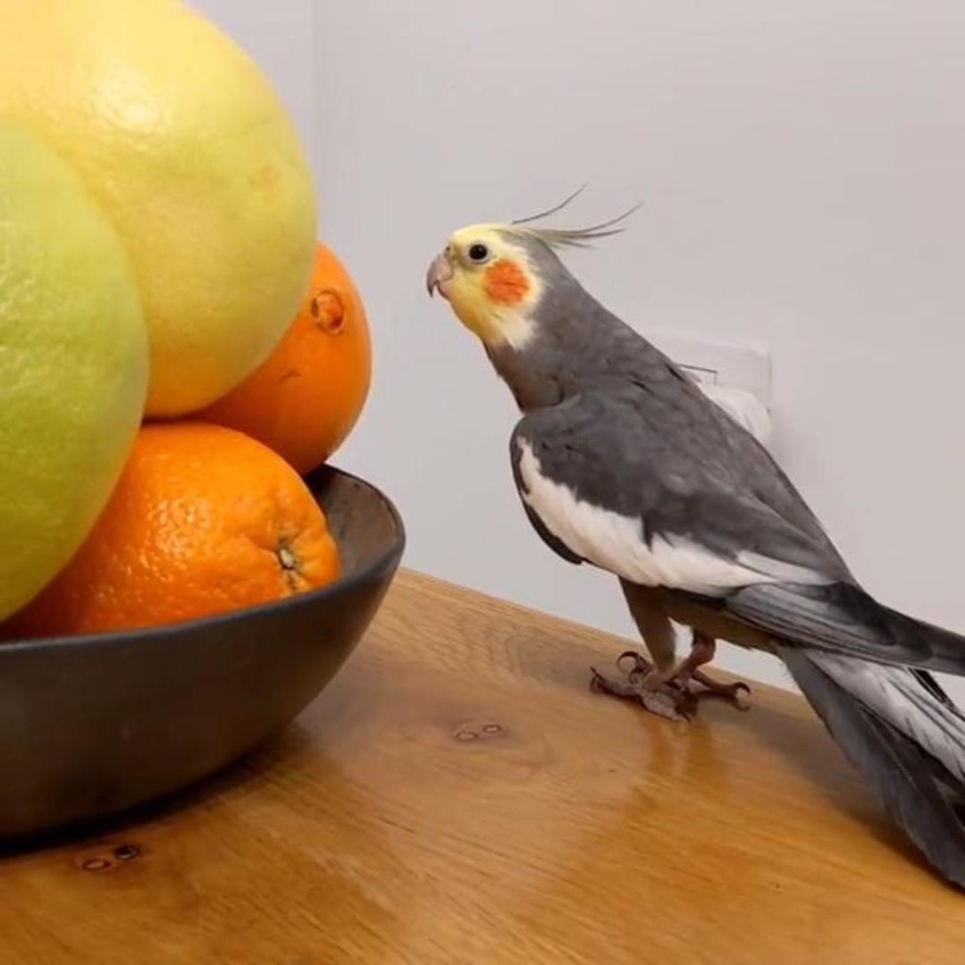 Parrot Hums As Humans Whistle | Jukin Licensing