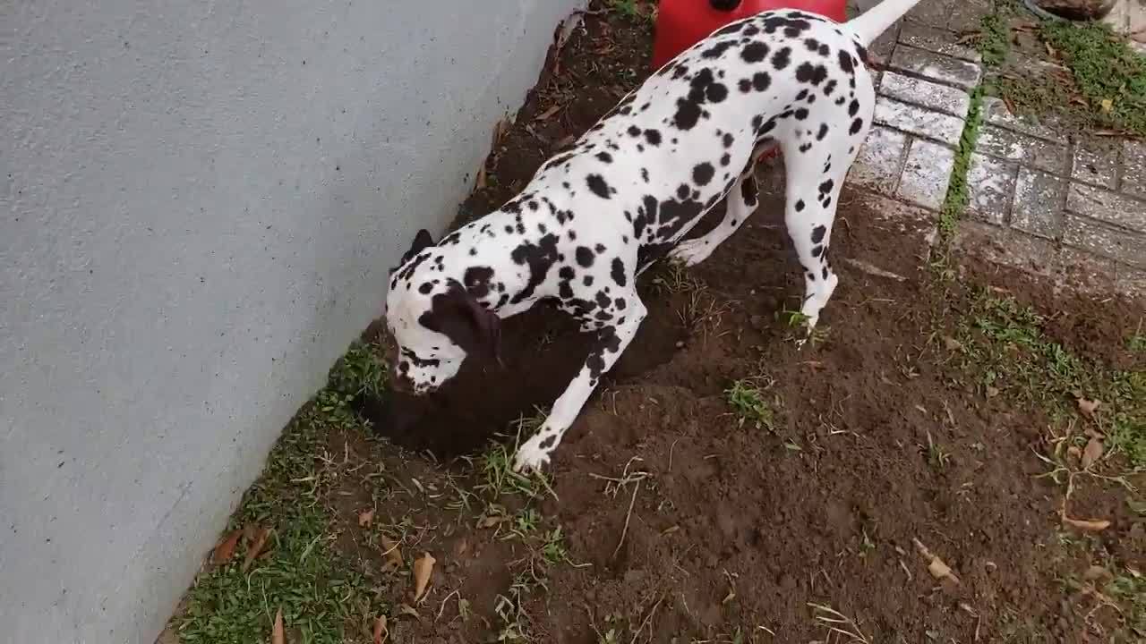 Dog and Puppy Dig Hole in the Yard | Jukin Licensing