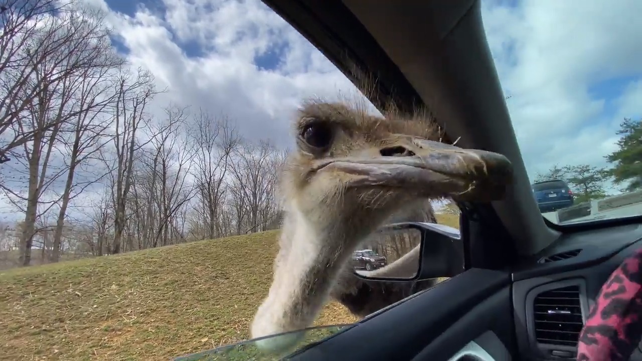 Ostrich Tries to Bite Person's Finger in Safari Park | Jukin Licensing