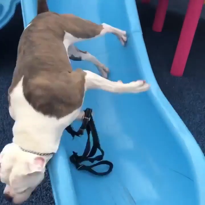 Dog Loses Balance and Trips While Sliding Over Kids' Slide | Jukin ...