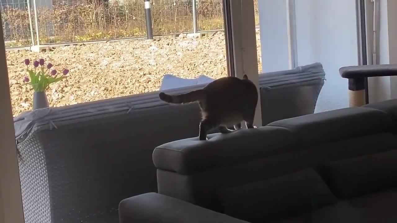 Cat Crashes Into Glass Wall While Jumping Towards It | Jukin Licensing