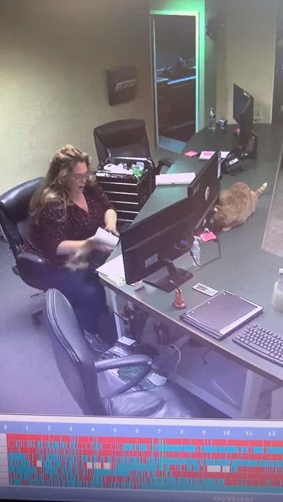 Sneaky Office Cat Knocks Over Cup From Under Computer Screen And Spills ...