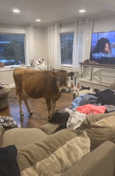 Dog Brings Cow Inside House and They Stand Together in the Living Room ...