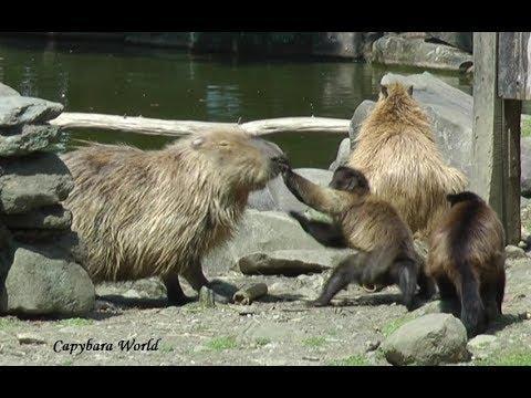 Monkeys Attack Capybara | Jukin Licensing
