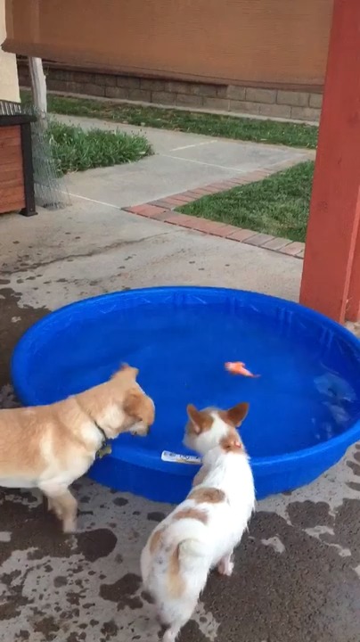 Curious Dogs Try to Catch Toy Fish Swimming in Water Tub | Jukin Licensing