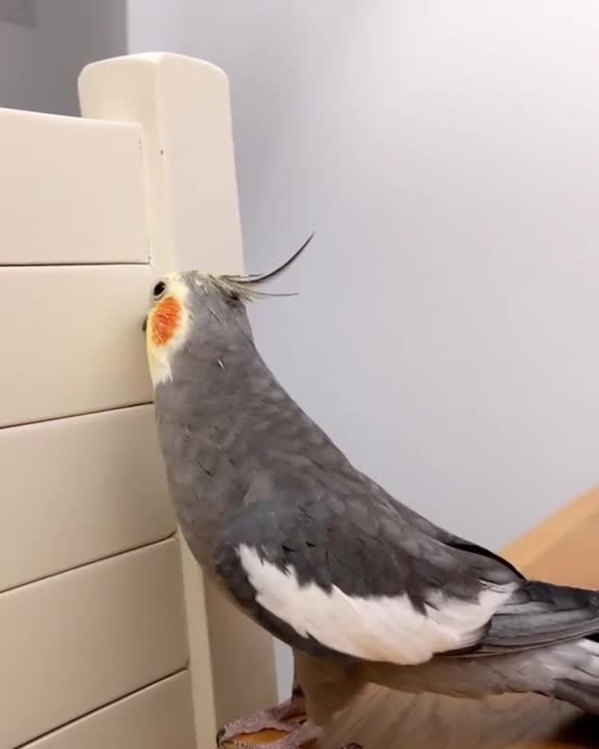 Cockatiel Sings Song and Taps Beak on Chair Rhythmically | Jukin Licensing
